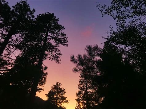 FunFactFriday Nevada State Trees Las Vegas NV Go Mt Charleston