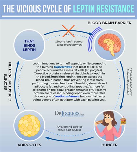 Leptin Resistance Symptoms Causes And Support Strategies
