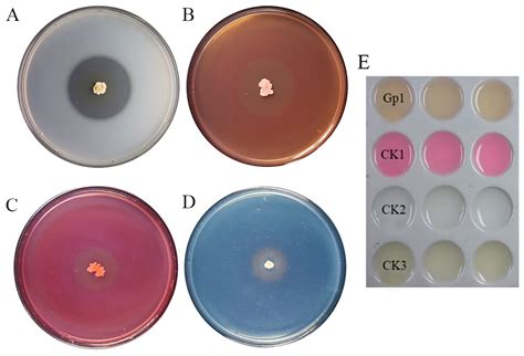 Bacillus Velezensis Bv01 Has Broad Spectrum Biocontrol Potential And