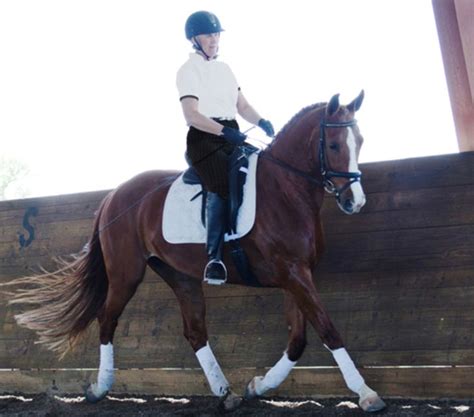 Lilo Fore 10 Tips For Dressage Training Lilo Fore Gives The Key Points For Dressage Training