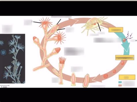 Lifecycle Of Obelia Class Hydrozoa Phylum Cnidaria Diagram Quizlet