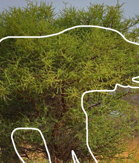 Occupancy Modelling Introduction To Occupancy Models