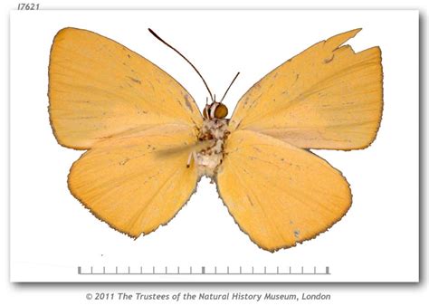 Theope Eudocia Type Specimens
