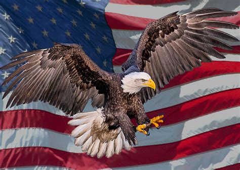 Usa Bald Eagle For My American Friends Andy Morffew Flickr