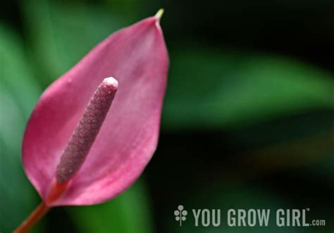 Pink Penis Flower You Grow Girl