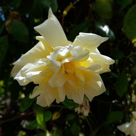 Albéric Barbier Roses Name