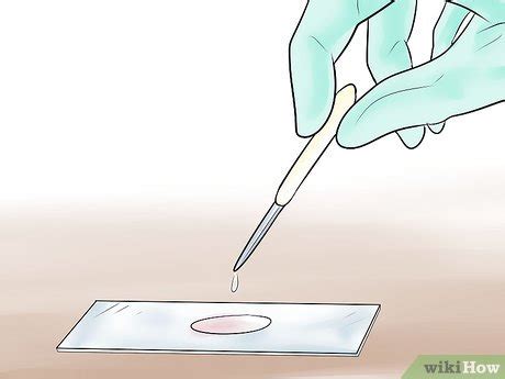 How To Gram Stain With Pictures WikiHow