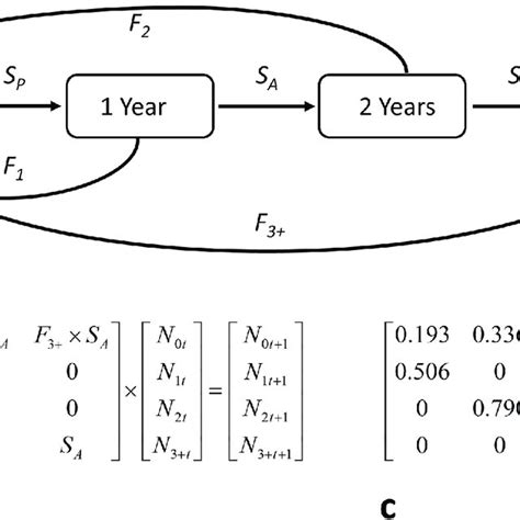 Transition Diagram A Associated Age Structured Matrix Model B And