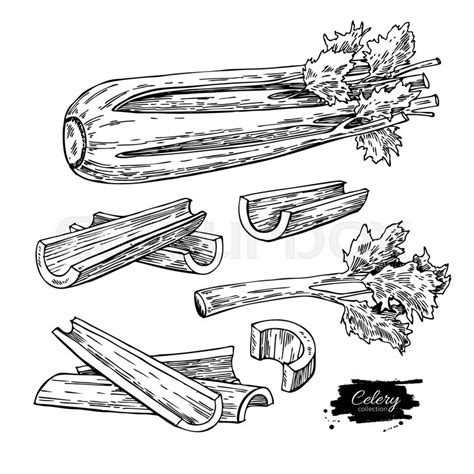 Celery Drawing At PaintingValley Com Explore Collection Of Celery Drawing