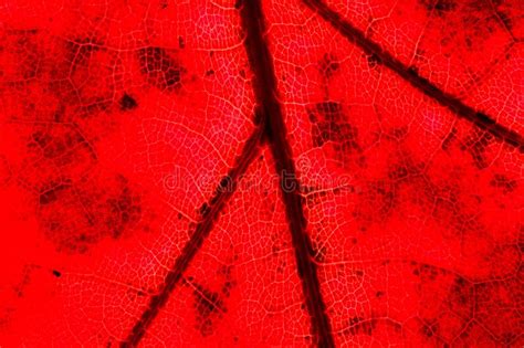 Leaf Structure Patterns Nature Botany Flora Color Backlit Stock