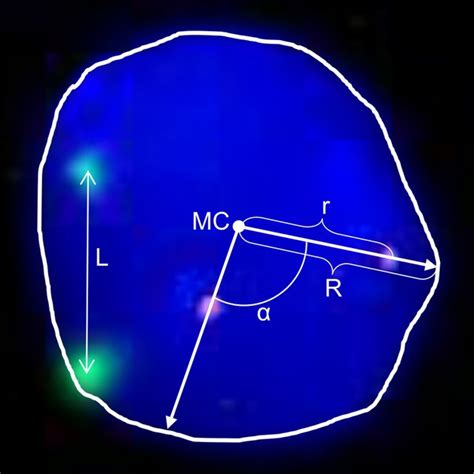 Nuclear Characteristics The Nucleus Is Counterstained With Dapi The