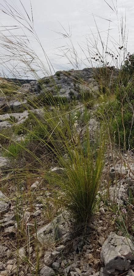 Stipa Juncea L World Flora Pl Ntnet Identify