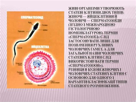 Статеве розмноження організмів презентація з біології