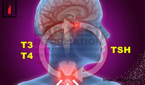 Thyroid Stimulating Hormone