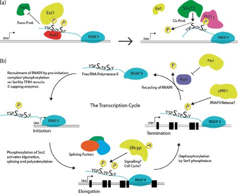 Peptidyl Prolyl Isomerization Regulates The Ctd Of Rna Polymerase Ii Download Scientific