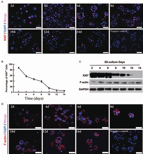Proliferation And Epithelial Cell Polarization Of 3d Reconstructed
