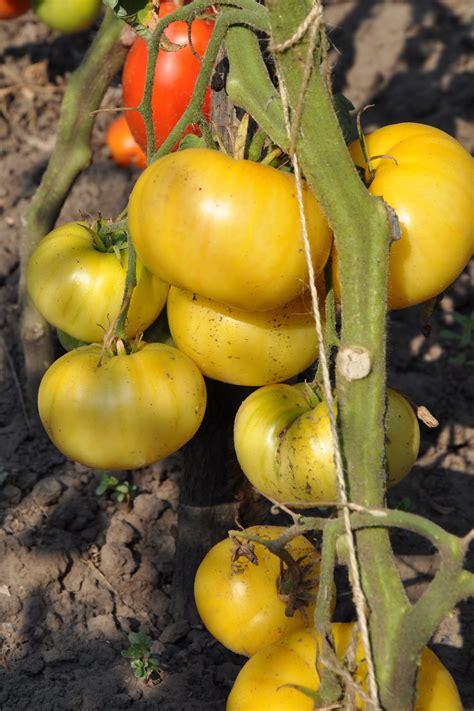 Насіння томату Біла Королева White Queen Pomidorki