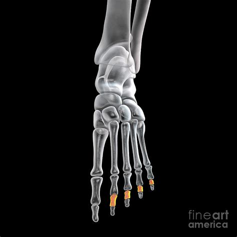 Phalanges Bone