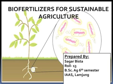 Biofertilizers Importance And Uses