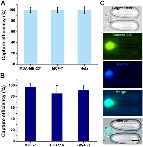Capture Efficiency And Fluorescence Images A Capture Efficiency For