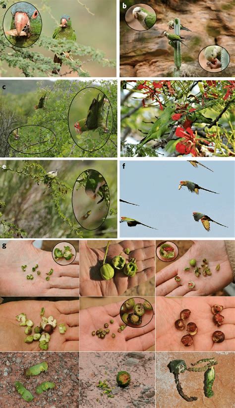 Pictures Of Various Antagonistic And Mutualistic Interactions