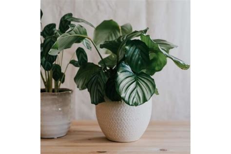 17 Unusual But Exotic Indoor Plants Your House Needs