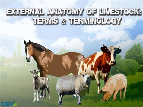 Pptx 1 Objectives 1to Identify The External Anatomy Of Livestock Species 2to Analyze The