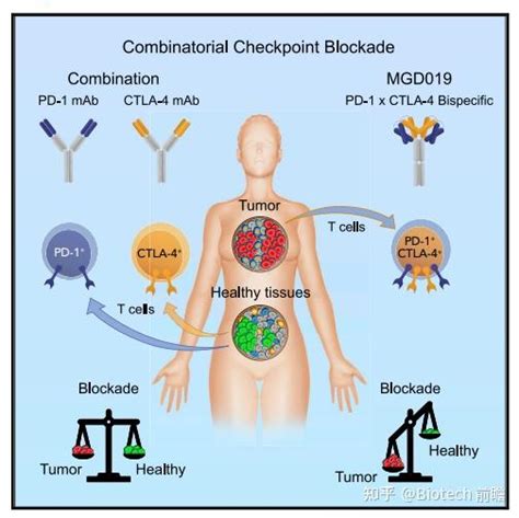 肿瘤免疫治疗中双特异性抗体的现状和未来 知乎