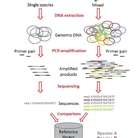 Schematic Representation Of The Processes Of Dna Barcoding Left And