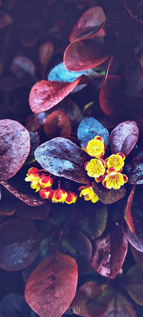 Poco M Pro Wallpapers Top Free Poco M Pro Backgrounds Wallpaperaccess