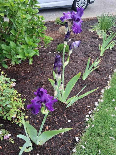 Iris Identification In The Irises Forum