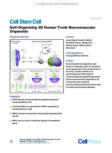 Pdf Self Organizing 3d Human Trunk Neuromuscular Organoids