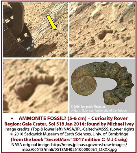 NASA Ignores Fossils Found On Mars