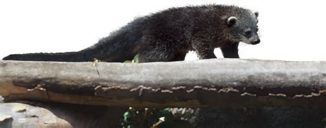 Gouper Species In Melior World Anvil