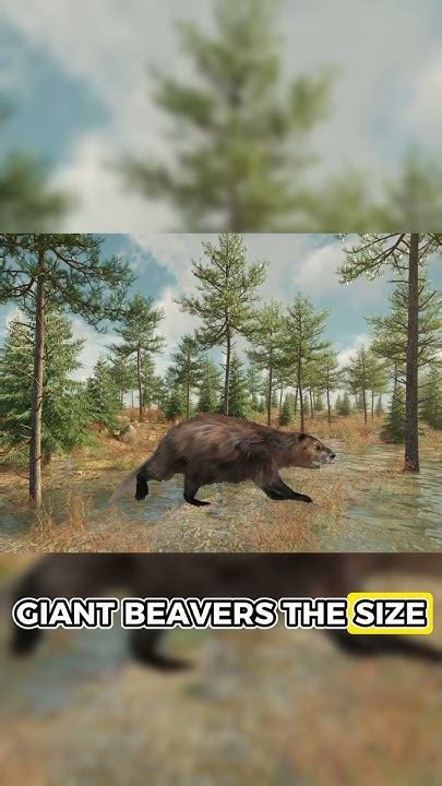 Nature’s Secret Engineers: How Beavers Are Changing the World! #animals #wildlifeinspiration ...
