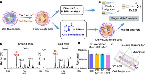 Workflow Of Single Cell Lipidomics With High Structural Specificity A
