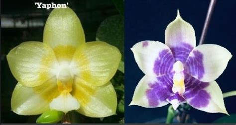 Phal Yaphon Lover X Mituo Purple Dragon 6 Blue Circle Orchibias