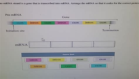 Solved Re Mrna Strand Is A Gene That Is Transcribed Into