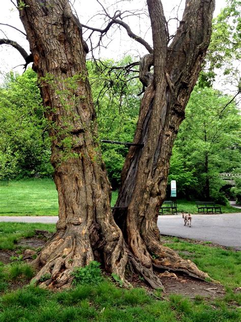 Tree Lesson For Today How To Split Apart And Stay Together In A Harmonious Fashion Growing