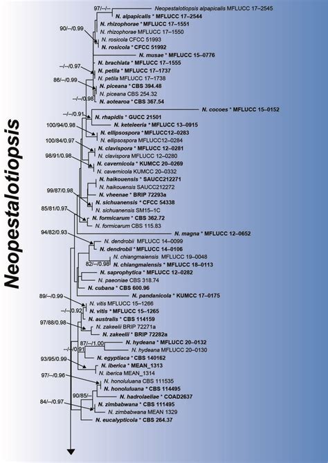 Best Scoring Raxml Tree Of The Combined Alignment Of Its β Tub And