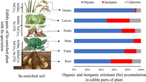 Characterization Of Selenium Speciation In Se Enriched Crops Crop Selection Approach Journal