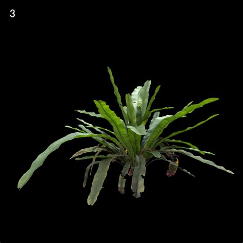 Asplenium Nidus Plant Proxy Model Proxy Dnd