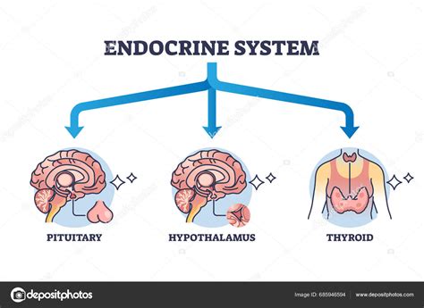 Diagrama Do Sistema Endocrino Rotulado