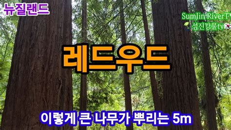 뉴질랜드 레드우드 수목원 고사리 나무 🌳 Youtube