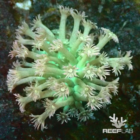 Goniopora Spp Reeflab