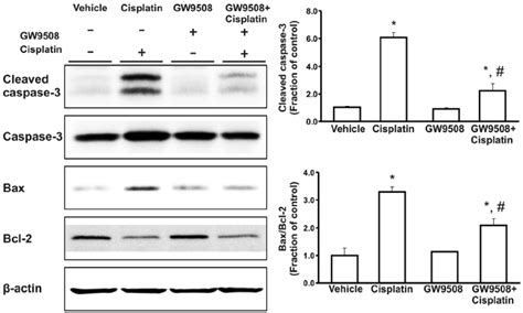 Treatment With Cisplatin Increased The Expression Of Pro Apoptotic
