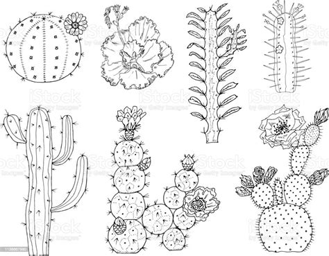 가정용 선인장 식물과 꽃 아늑한 귀여운 요소 집합입니다 Prickles와 이국적인 또는 열 대 다 육 식물의 컬렉션입니다 새겨진 손으로 오래 된 스케치와 빈티지 낙서