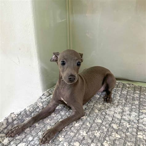 이탈리안그레이하운드레이 강아지책임분양 컴투펫케어센터