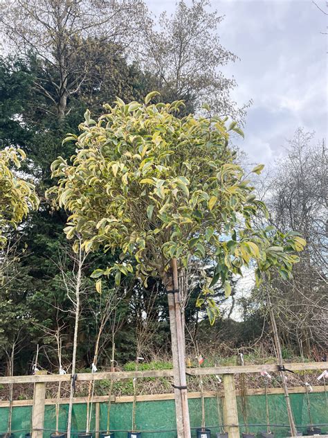 Ligustrum Excelsum Superbum Std The Otter Nursery Plants And Trees Delivered Surrey