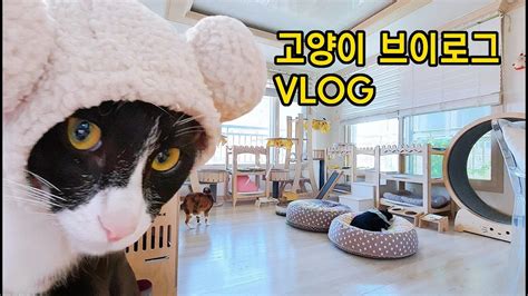Vlog 구조된 아기고양이 요미의 브이로그 Youtube